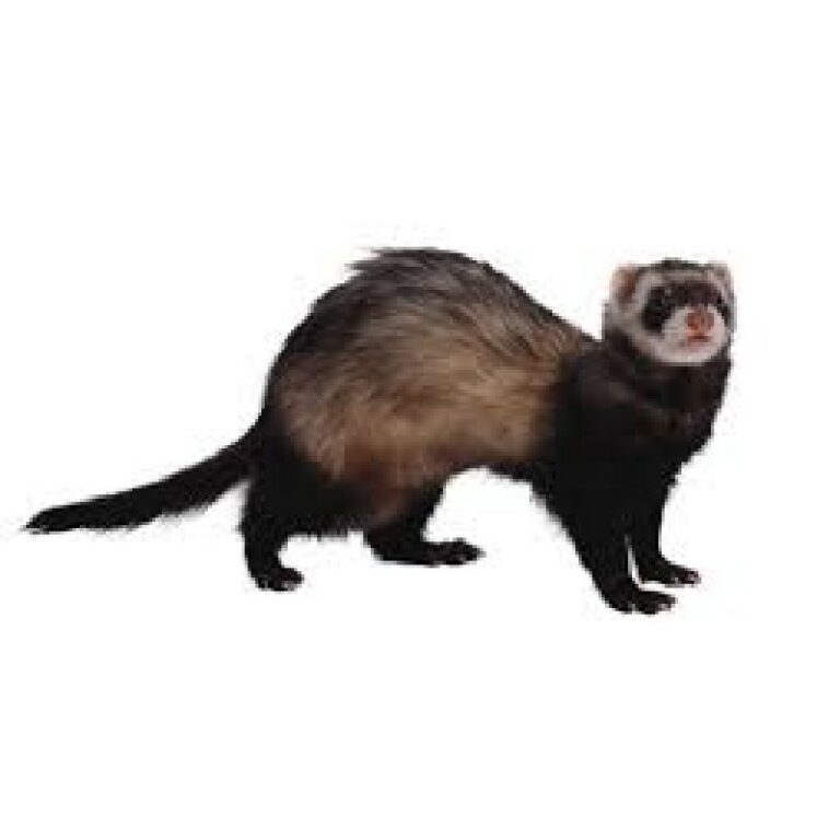 Φέρετ - Pet Hellas