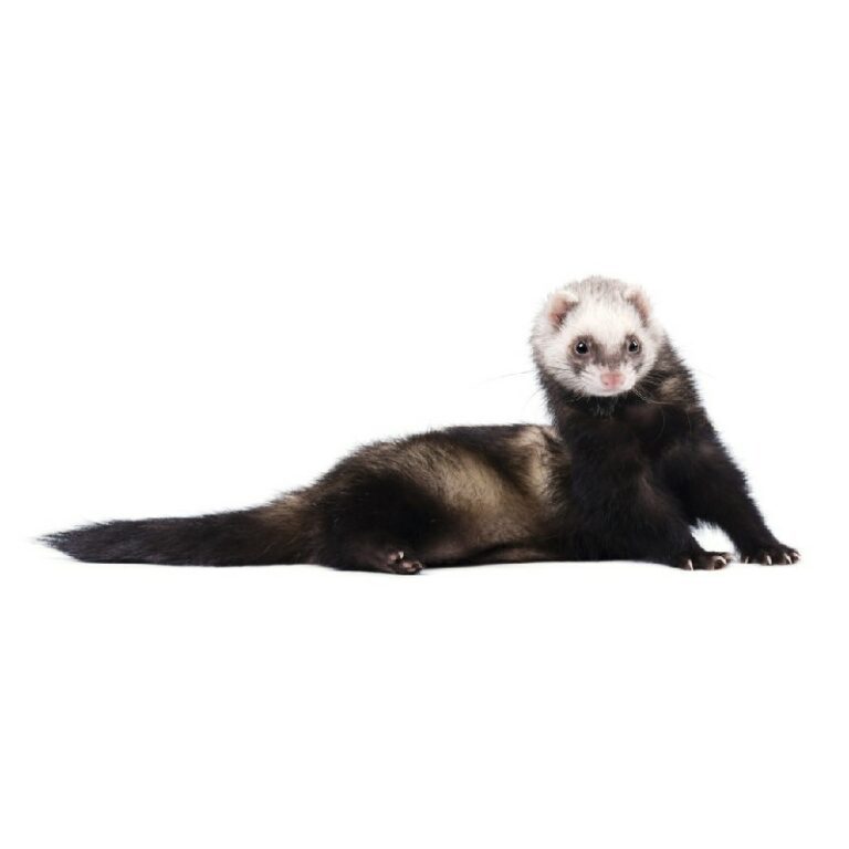 Φέρετ - Pet Hellas