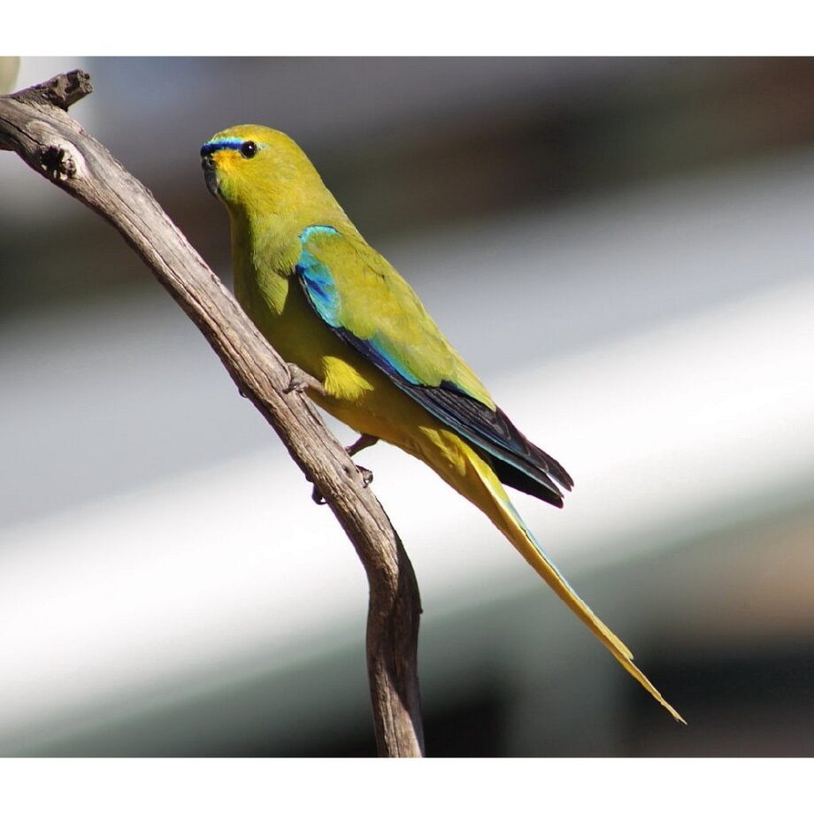 Elegant Parrot - Pet Hellas